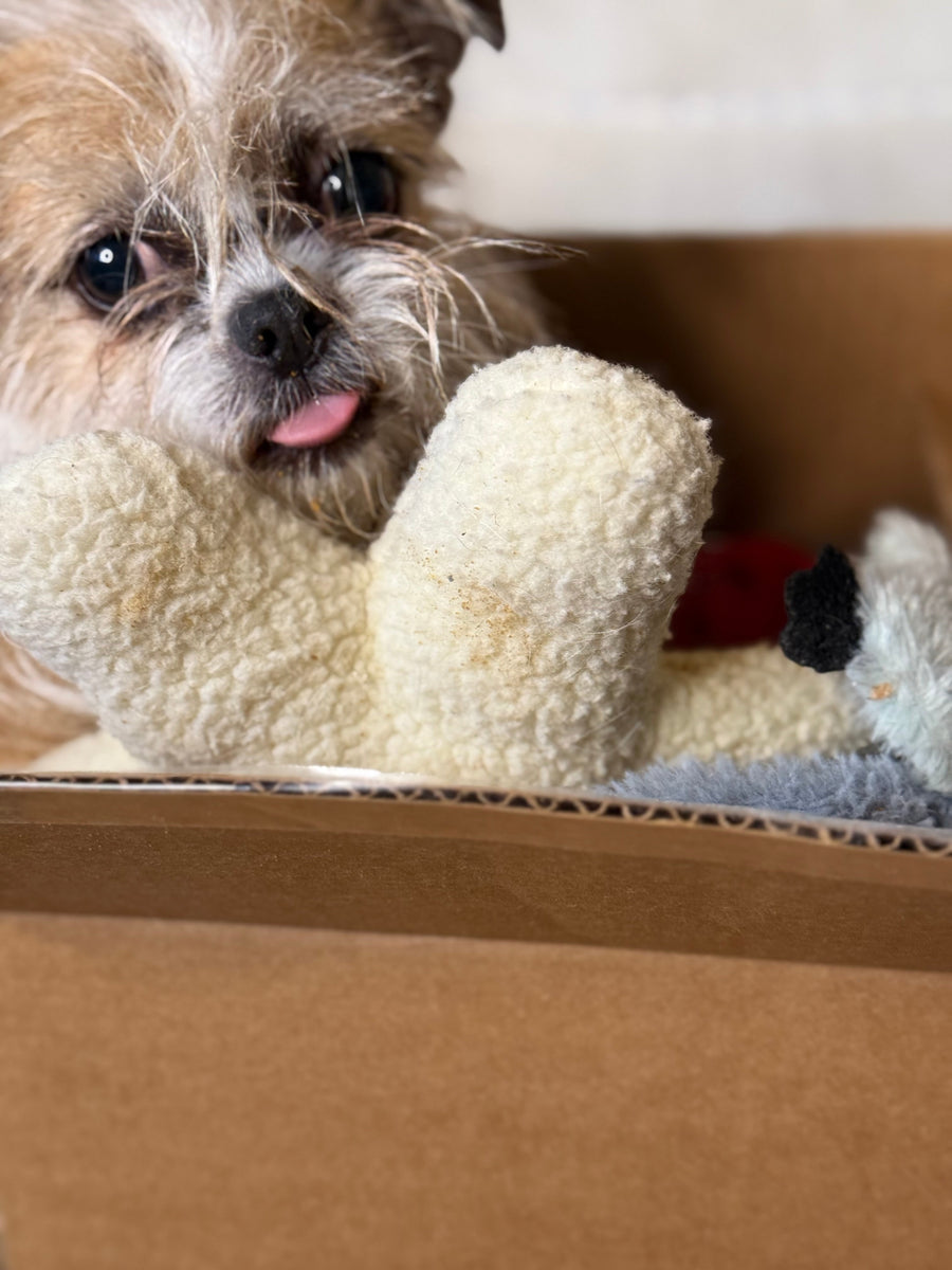 Keeping Brachycephalic Breeds Safe – Bits and Paws