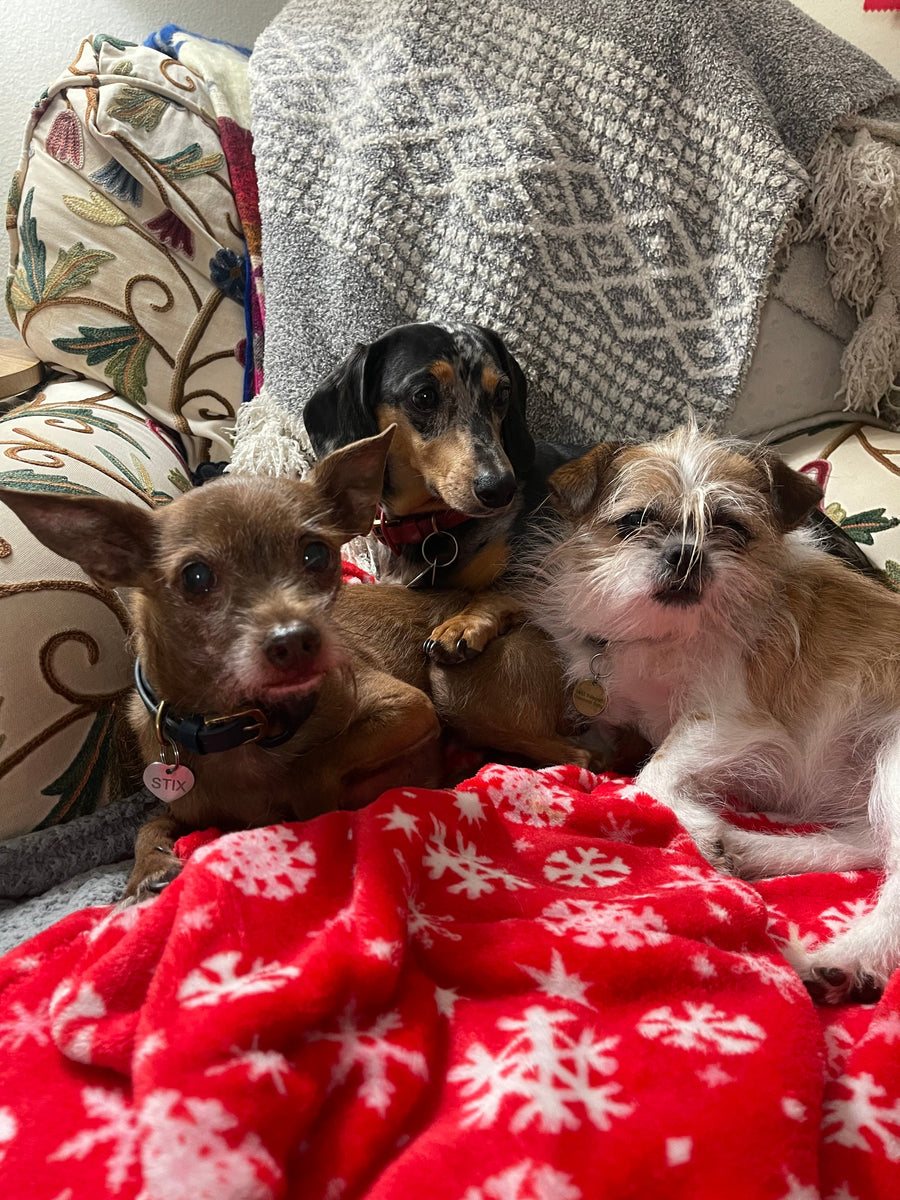 Dogs Playing with Friends= Happiness! – Bits and Paws