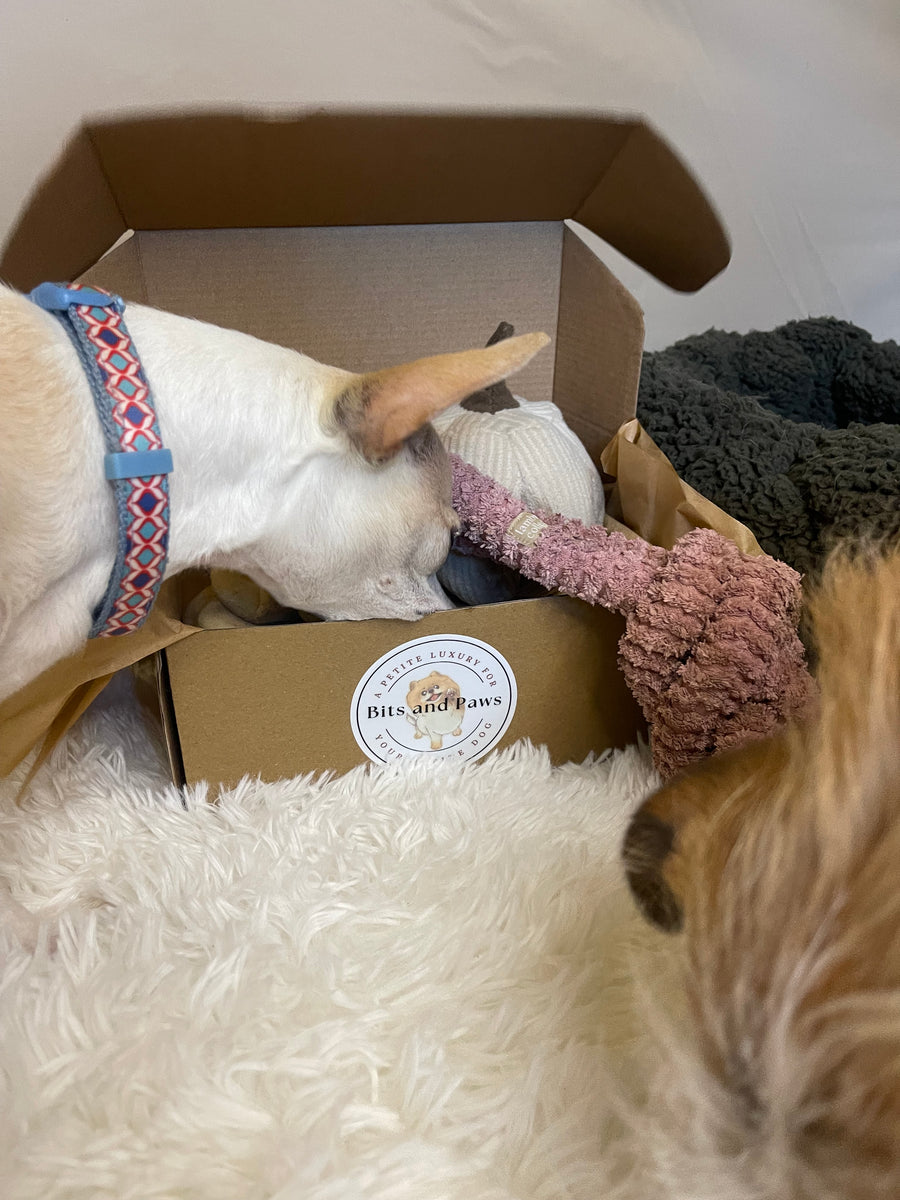 What is the Best Dog Enrichment Dog for Your Petite Pup? – Bits and Paws