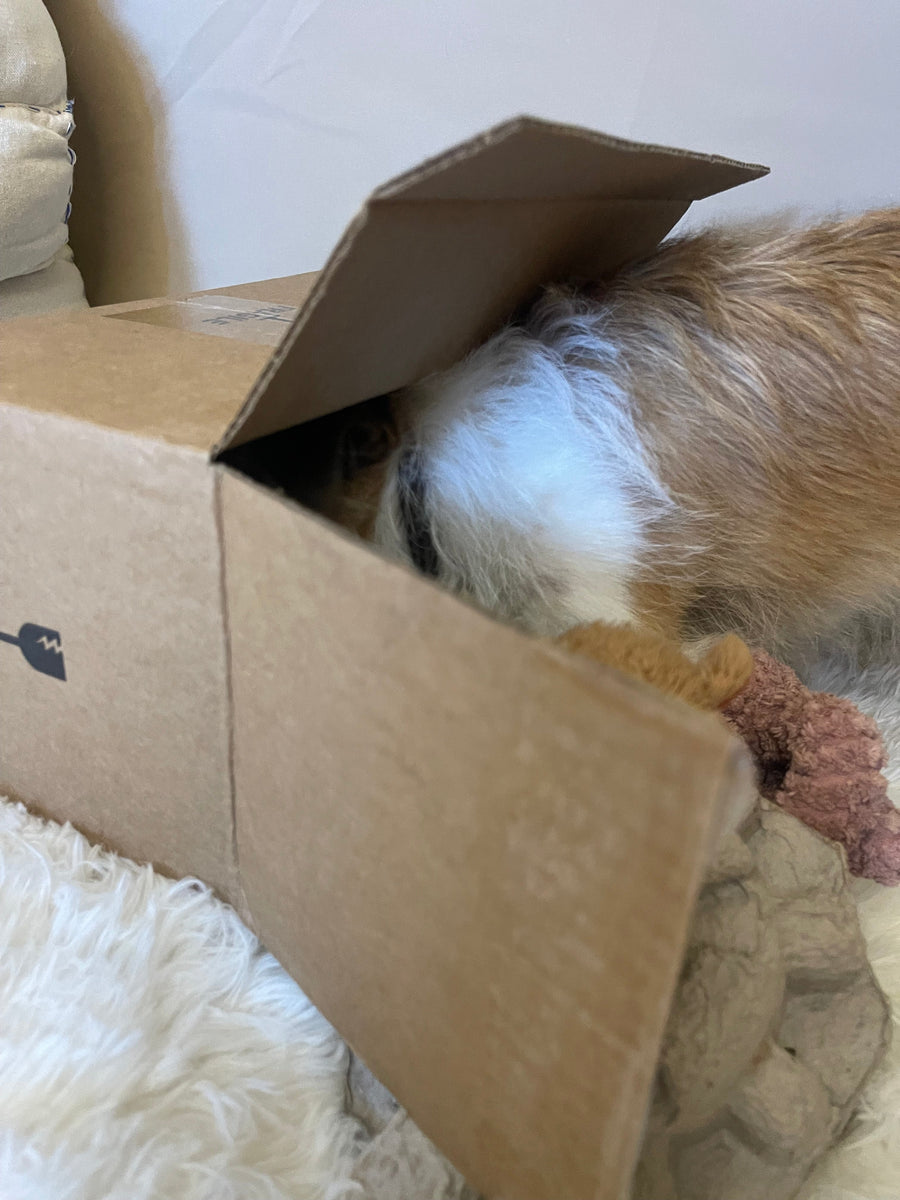 DIY Dog Enrichment Toys: Cardboard Box Game – Bits and Paws